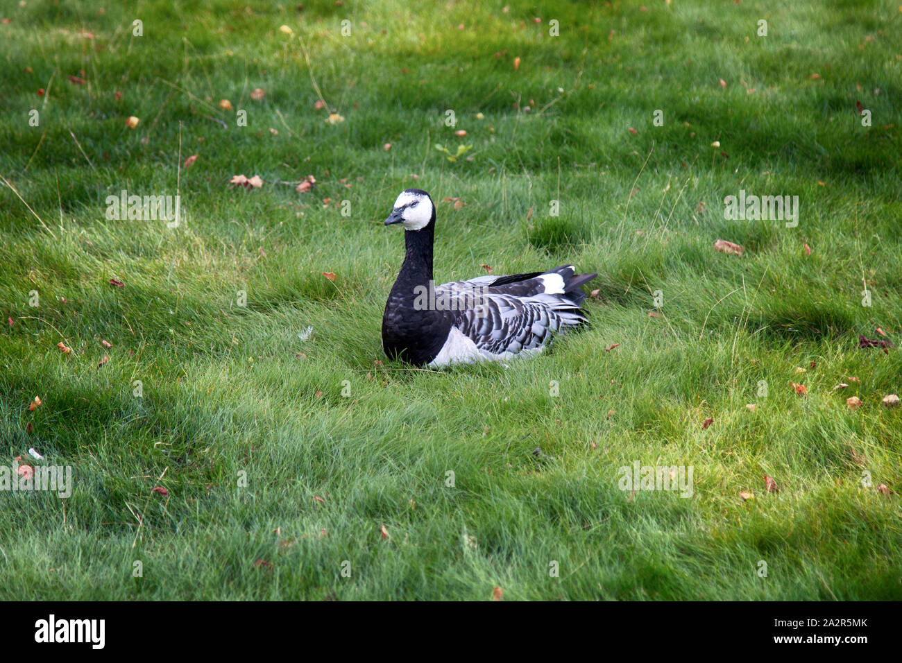 Barnacle goose resting on city lawn. Sitting goose Stock Photo - Alamy