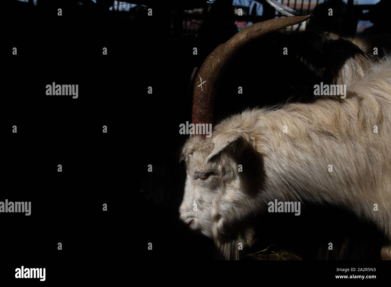 Kathmandu, Nepal. 03rd Oct, 2019. A picture of goat at livestock market ...