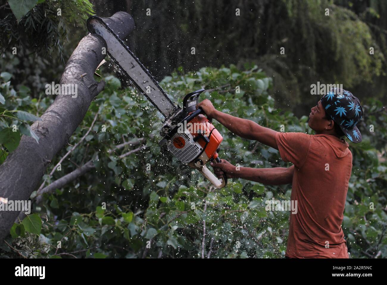 Two thousand trees hi-res stock photography and images - Alamy