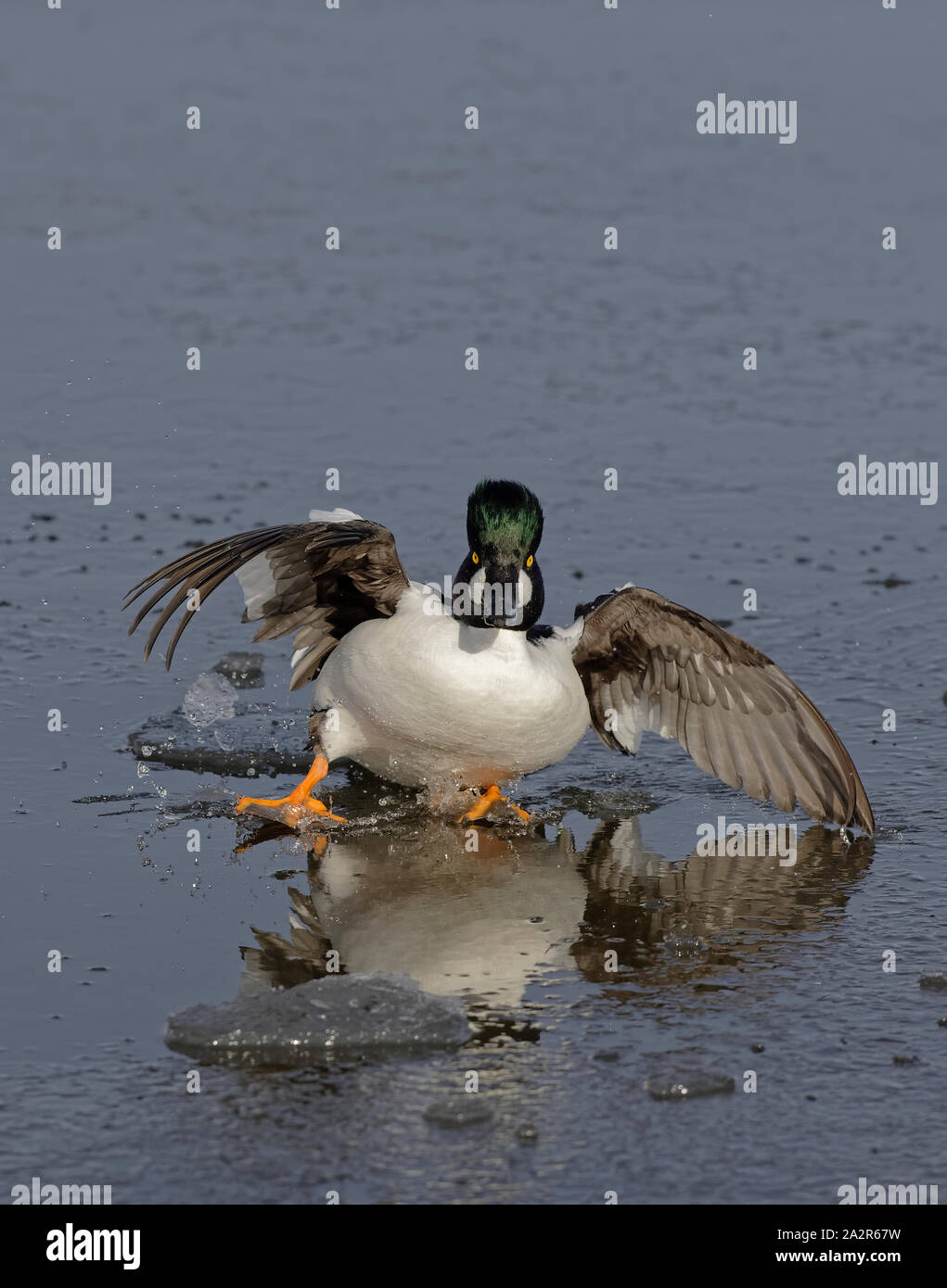 Common goldeneye duck landing hi-res stock photography and images - Alamy