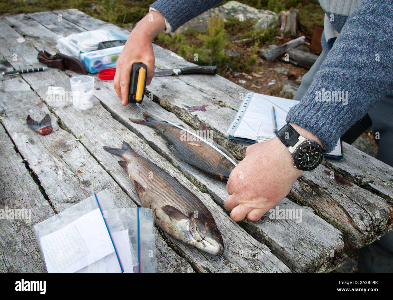 Ichthyological ichthyology hi-res stock photography and images - Alamy
