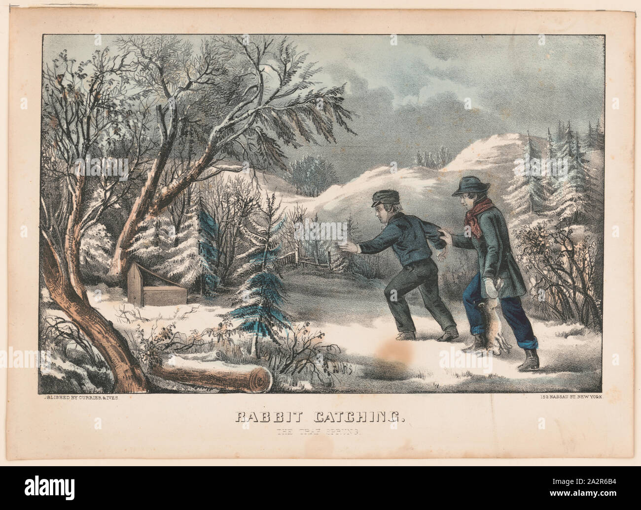 Rabbit catching: the trap sprung Stock Photo - Alamy