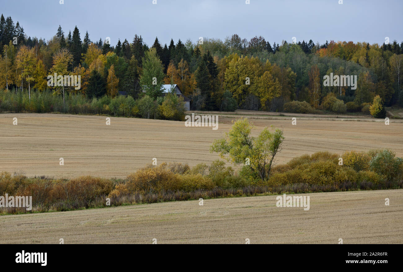 An agricultural field with yellow bushes in low autumn sunlight Stock ...