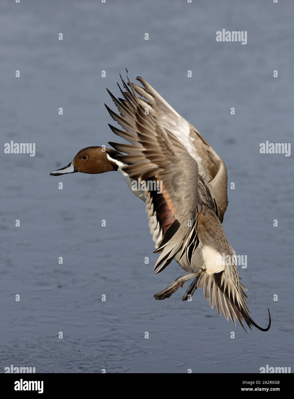 British duck hi-res stock photography and images - Alamy