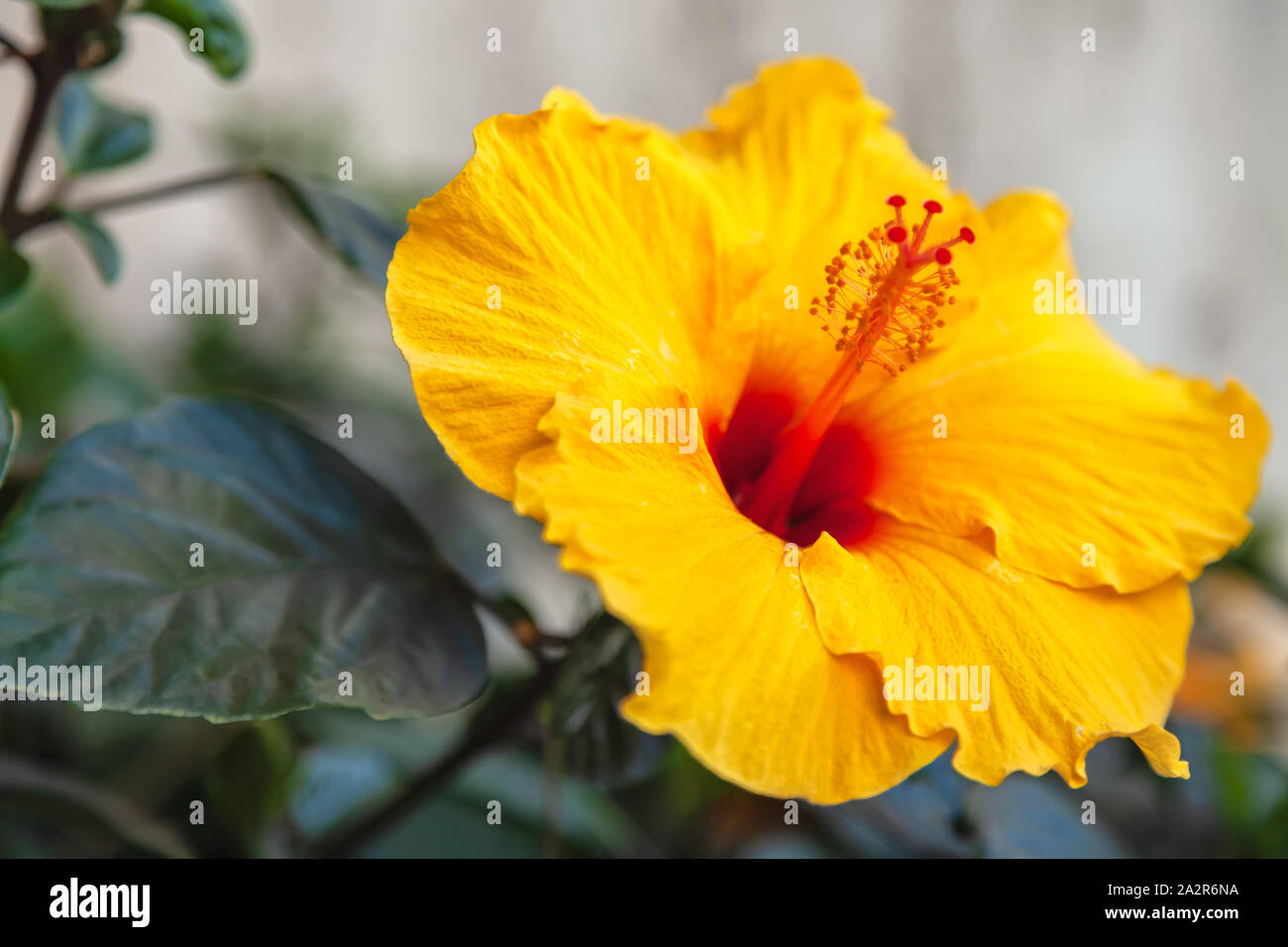 Hibiscus Yellow 'Tequila' with red center Stock Photo - Alamy