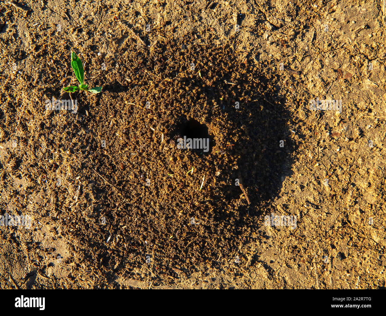 Earth ants lasius entrance hi-res stock photography and images - Alamy