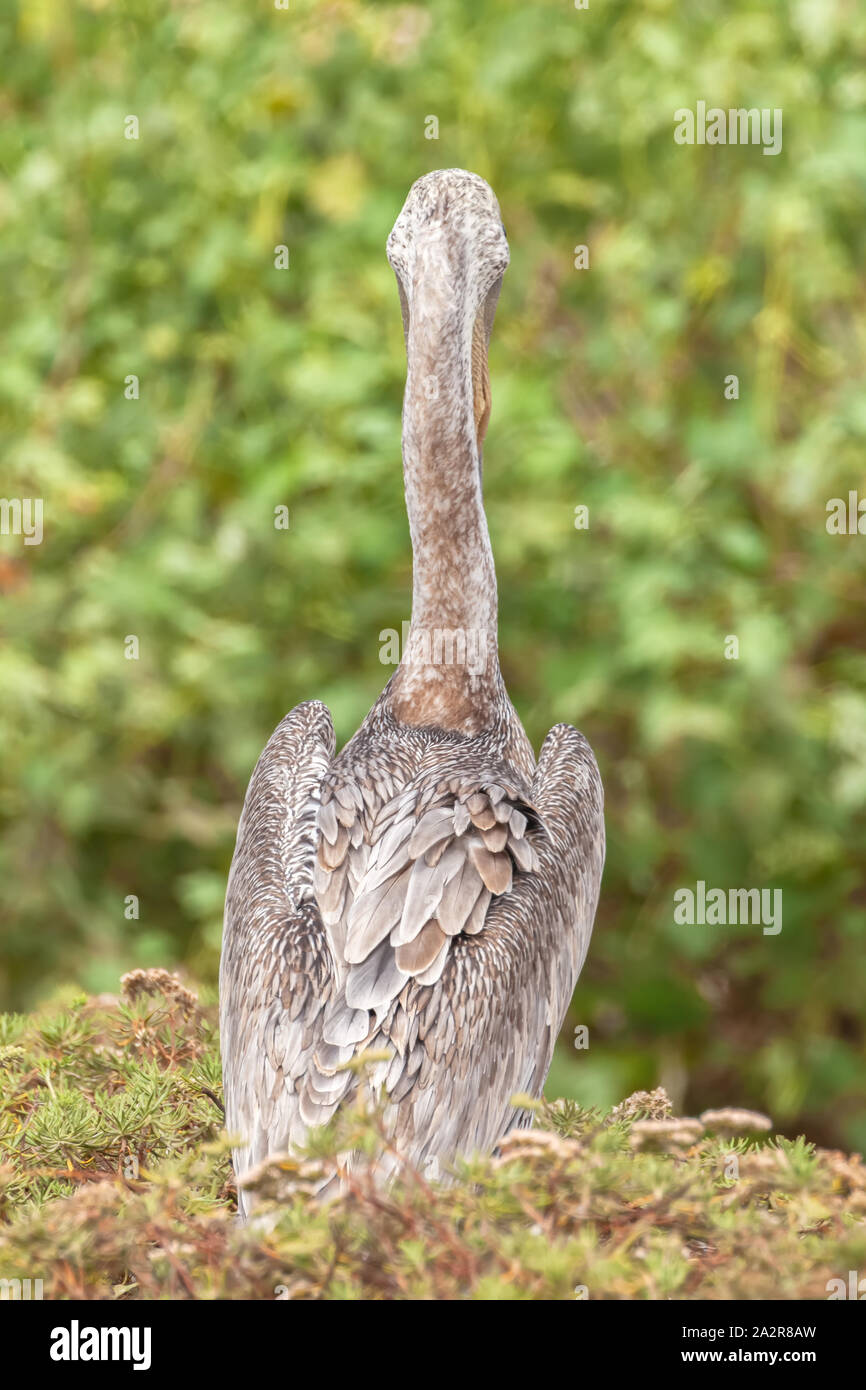 Back view of a California brown pelican Pelecanus occidentalis ...