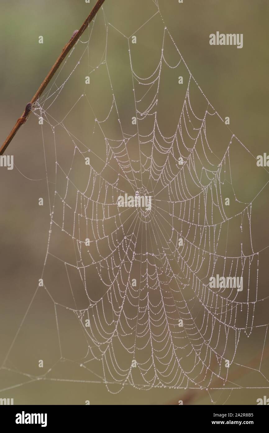 Winters Mist Bejewelling a Spiders Web. Exeter Crematorium, Devon, UK ...