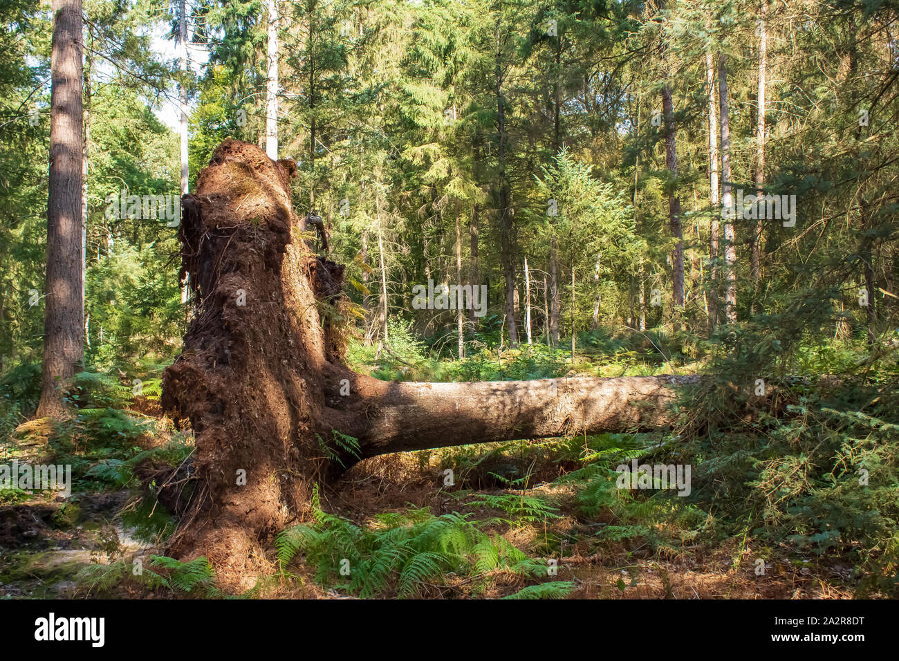 Uprooted tree storm hi-res stock photography and images - Alamy