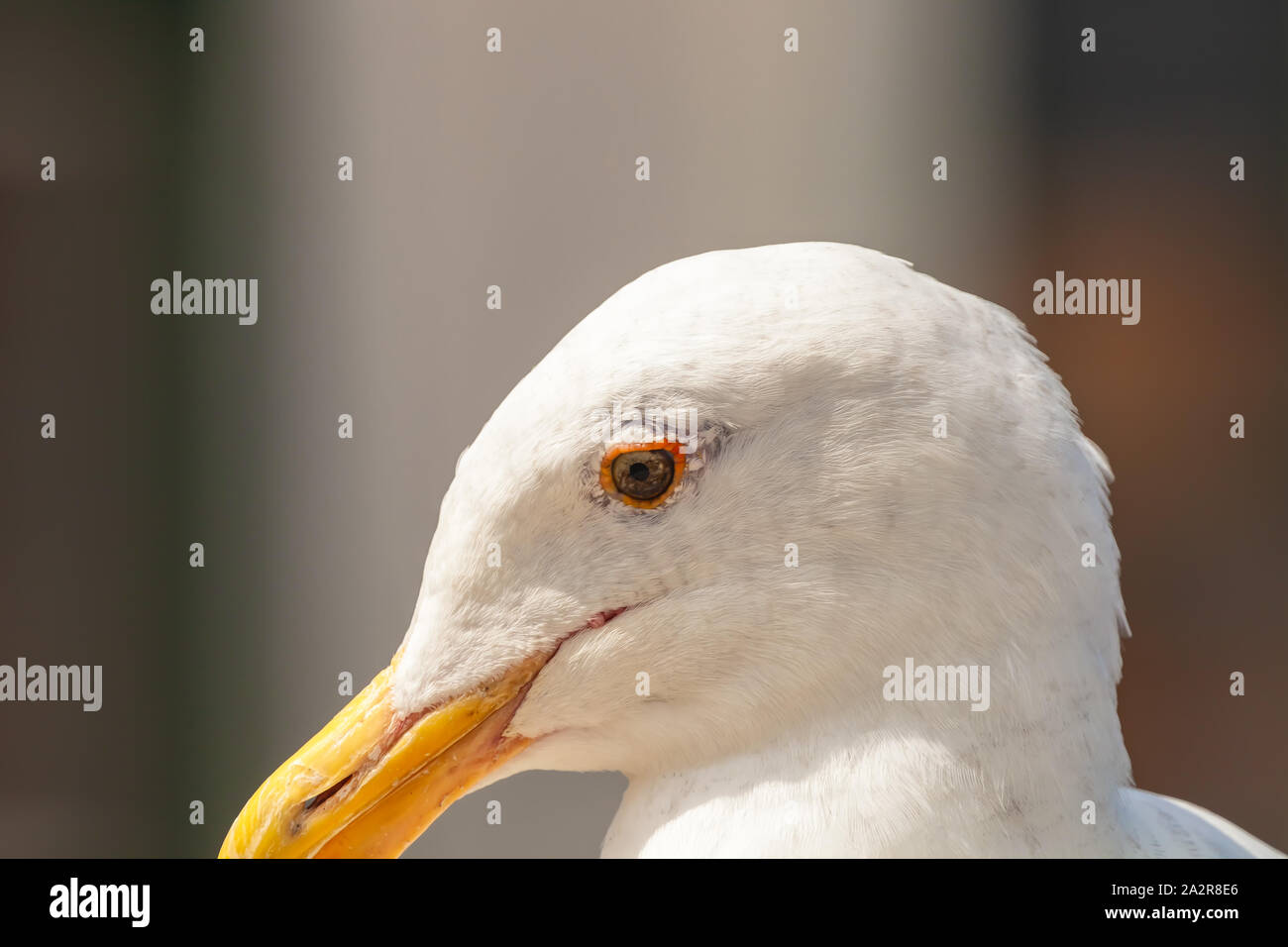 Gull close up head shot hi-res stock photography and images - Alamy