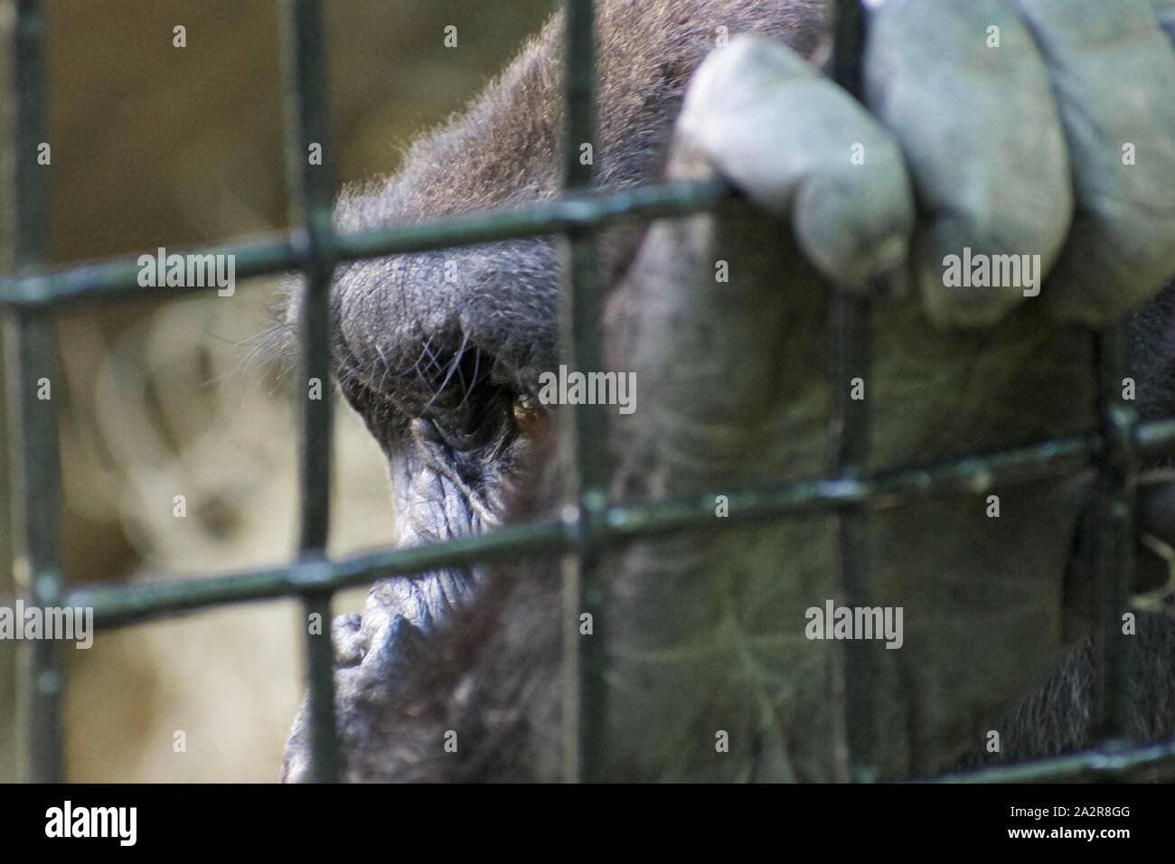 Western lowland gorilla gripping fence and hiding face in captivity ...