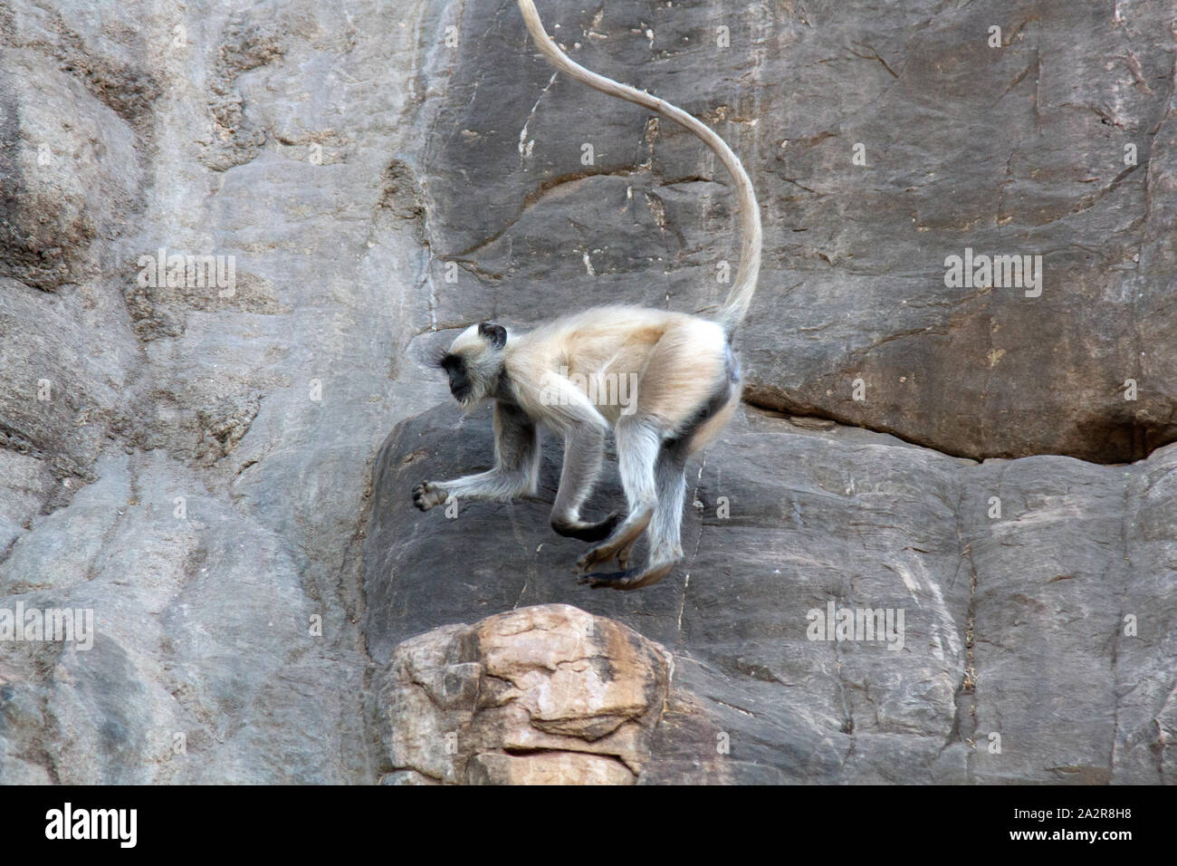 Langur on rocks. Monkey in the jump, flying (hanging) in the air Stock ...