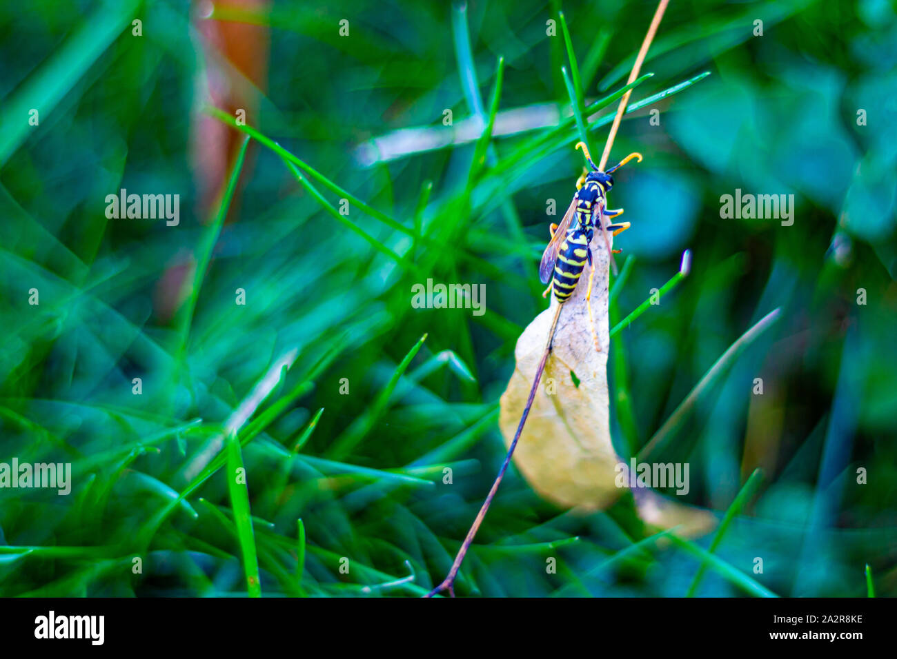 An injured paper wasp clings to a twig as it crawls through grass. The ...