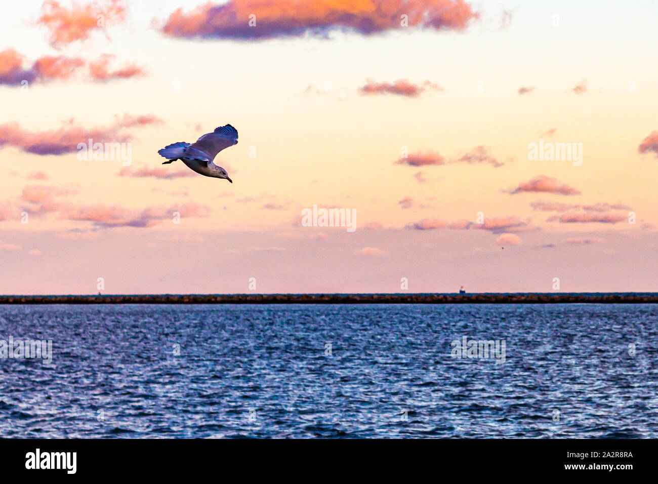 A seagull in flight glides above Lake Eerie's water, with an early ...