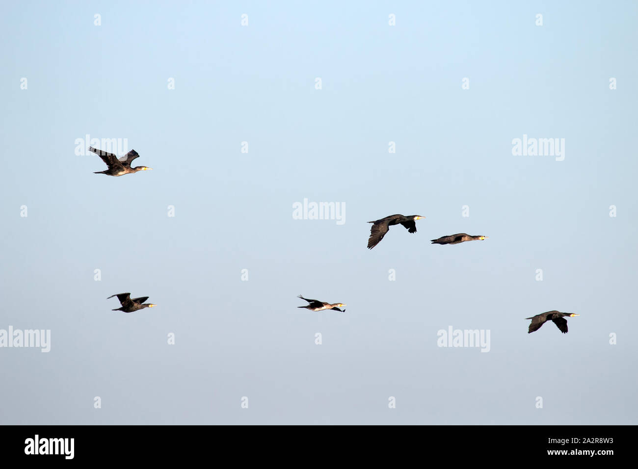 Flock of cormorants in sky, great cormorant (Phalacrocorax carbo ...