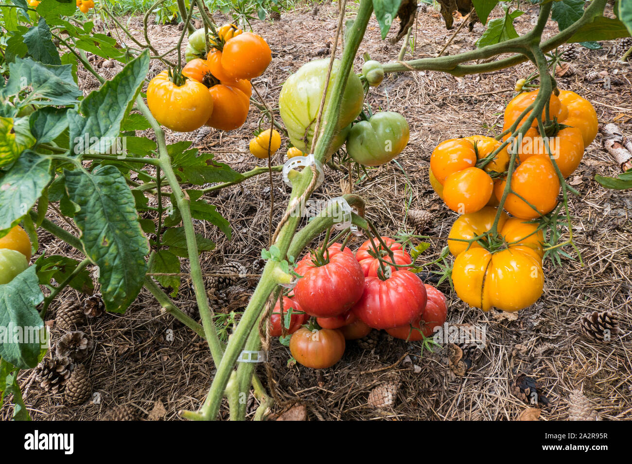 Plants With Needles High Resolution Stock Photography and Images - Alamy