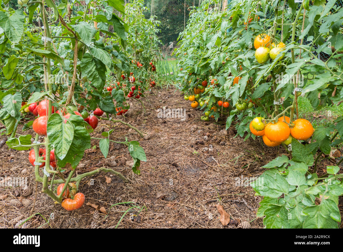 Colorful tomatoes hanging from the plants. Pine needles used as ground ...