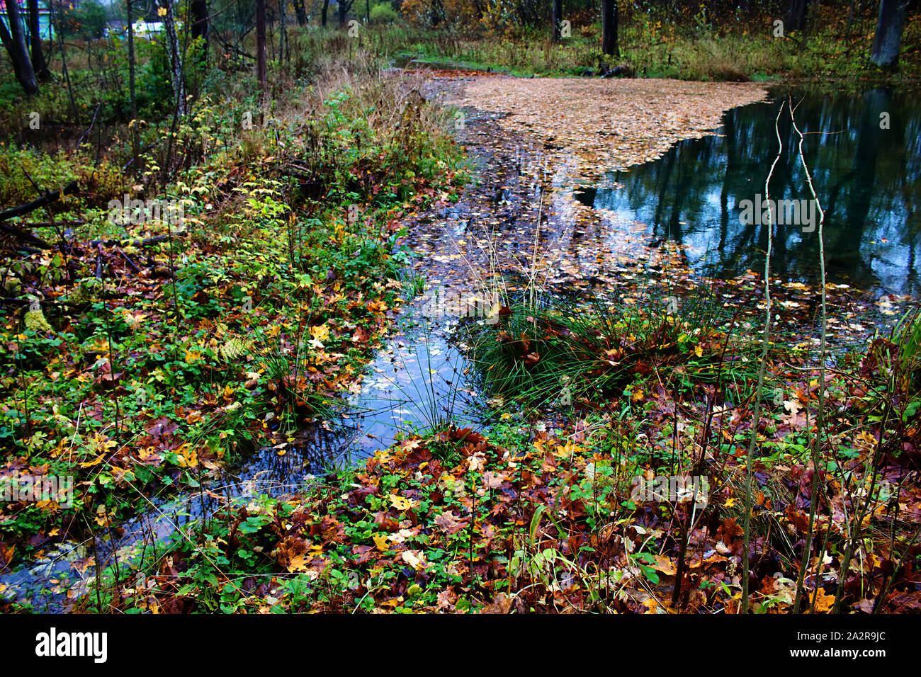 Abandoned old Park with a pond, deck, streams, ancient trees in late ...