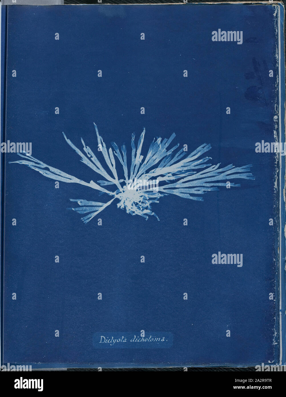 Dictyota dichtoma hi-res stock photography and images - Alamy