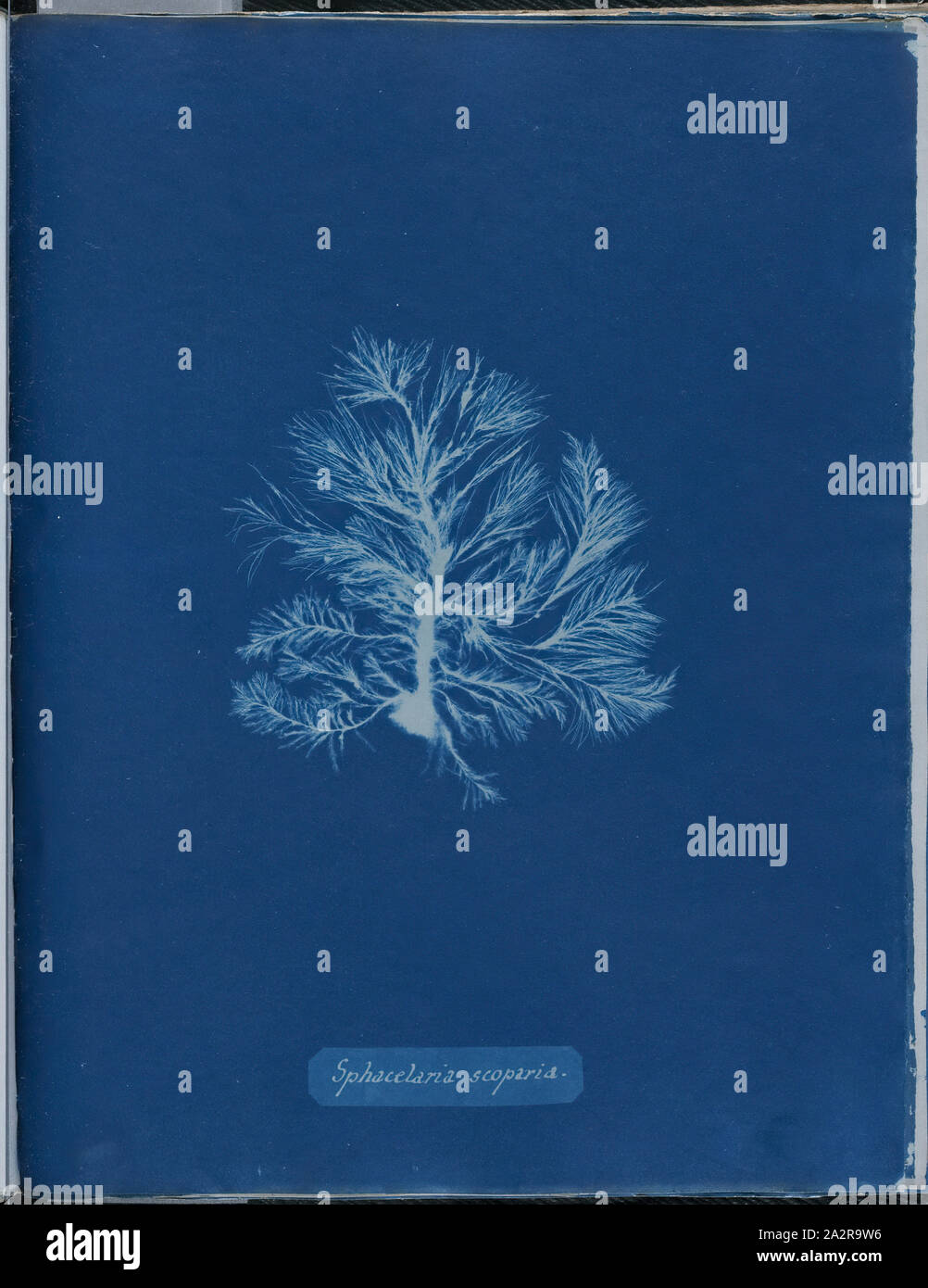 Sphacelaria scoparia hi-res stock photography and images - Alamy