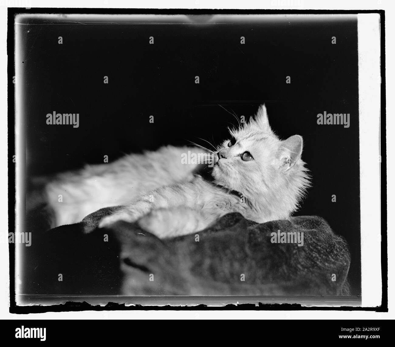 Radium King, Miss Beauchler cat Stock Photo - Alamy