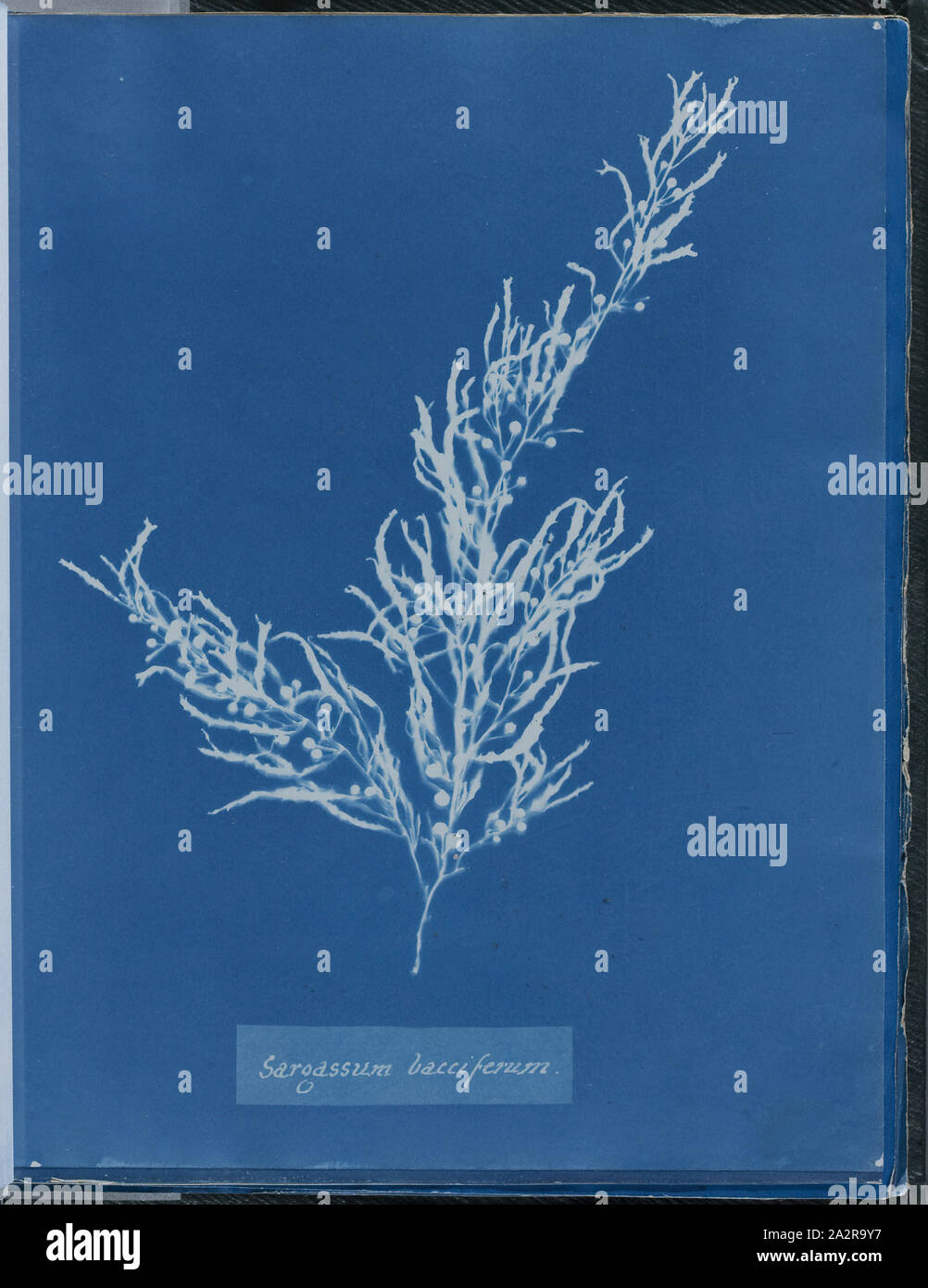 Sargassum Microscope