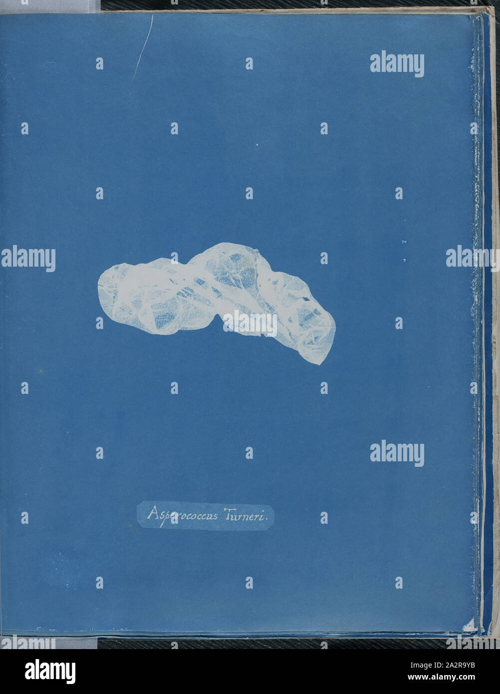 Asperococcus hi-res stock photography and images - Alamy