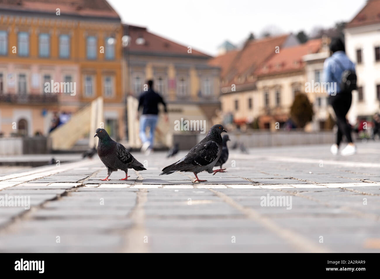 pigeons on a square in romania Stock Photo - Alamy