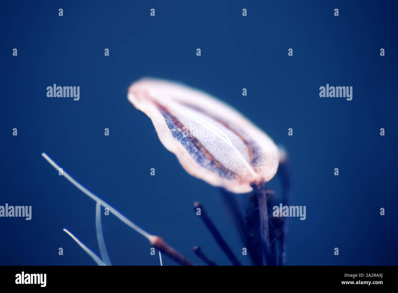 Enlarged flowers (even outwardly simple) look amazingly beautiful when ...