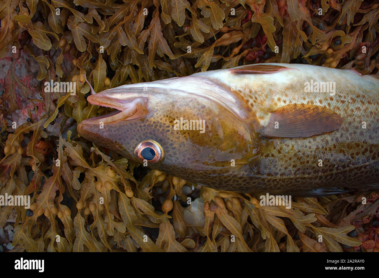 cod catch fish on seaweed. successful sea fishing in the polar sea ...
