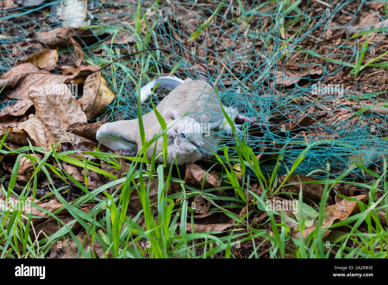 Pigeon netting hi-res stock photography and images - Alamy