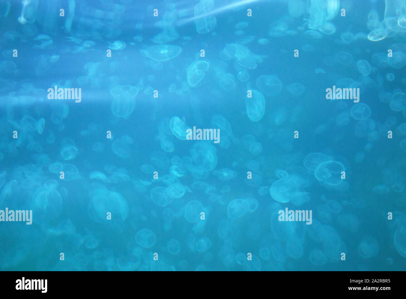 Digestive apparatus hi-res stock photography and images - Alamy