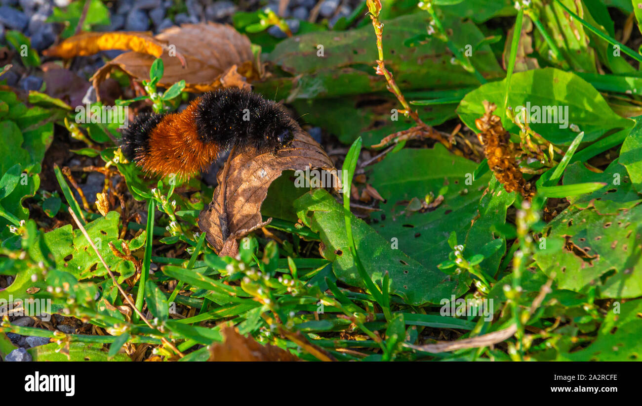 A banded woollybear, the caterpillar of the isabella tiger moth ...