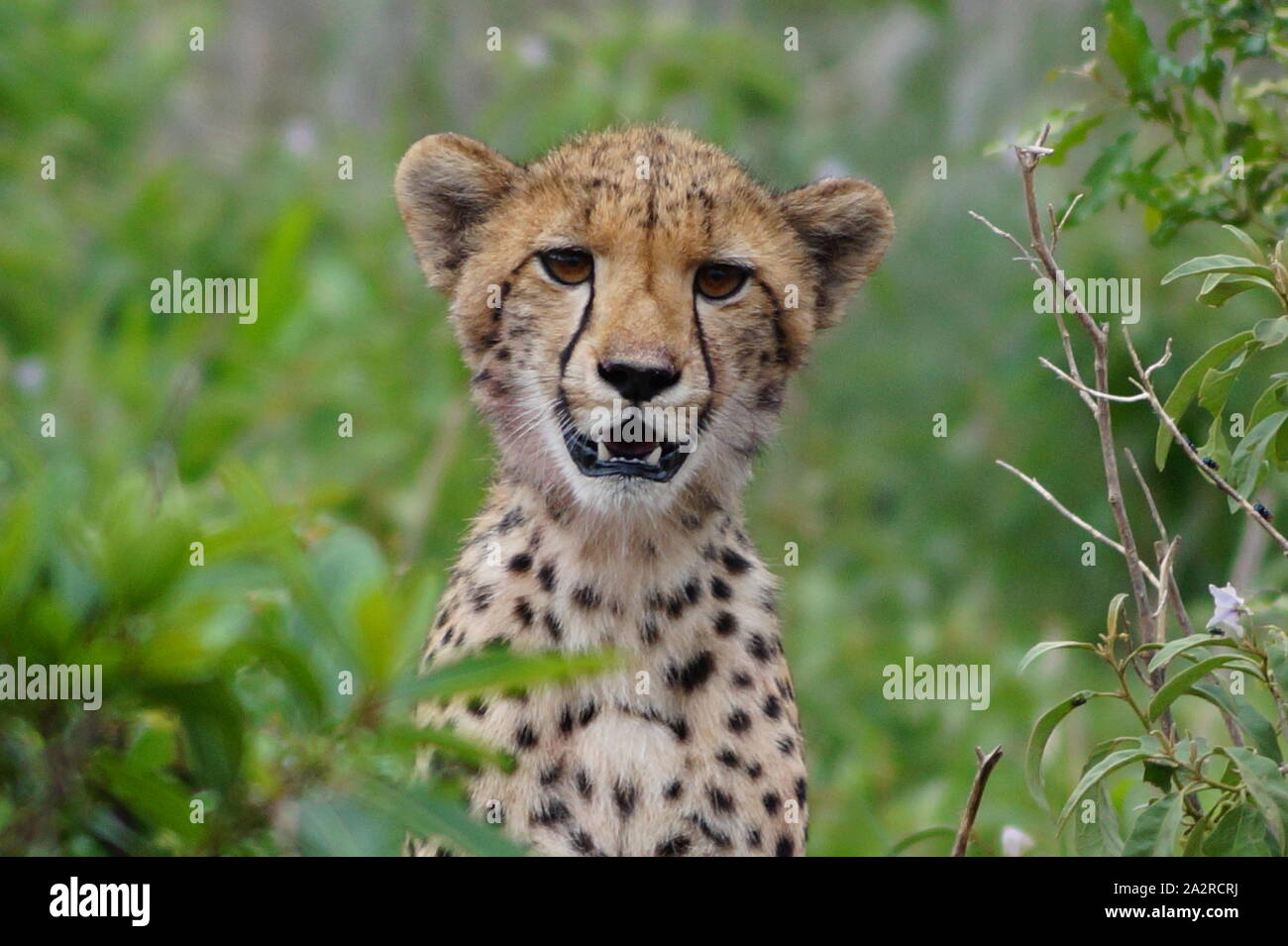 Chetah hi-res stock photography and images - Alamy