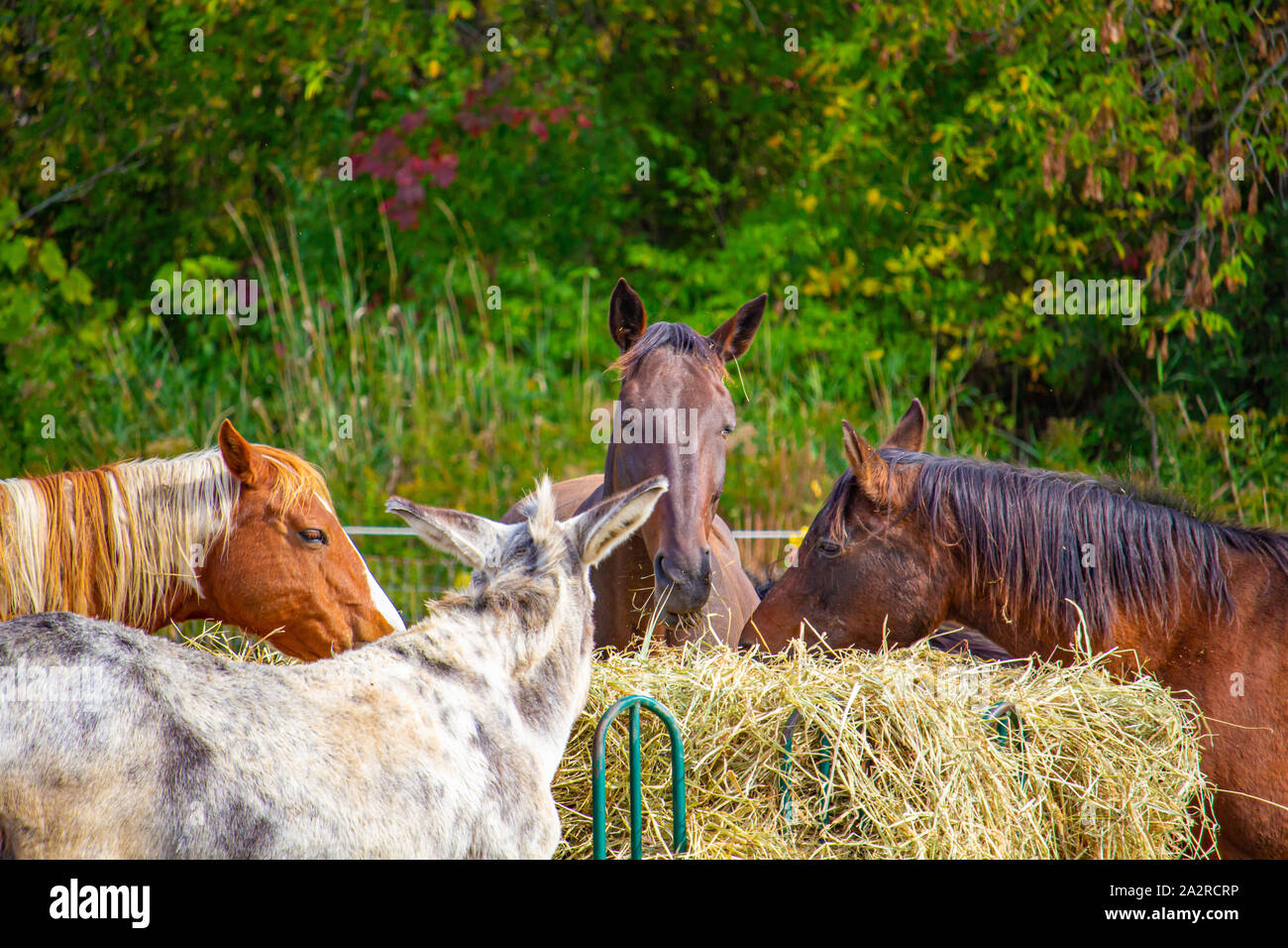 Four horses of different colors on a farm join together for a meal of ...