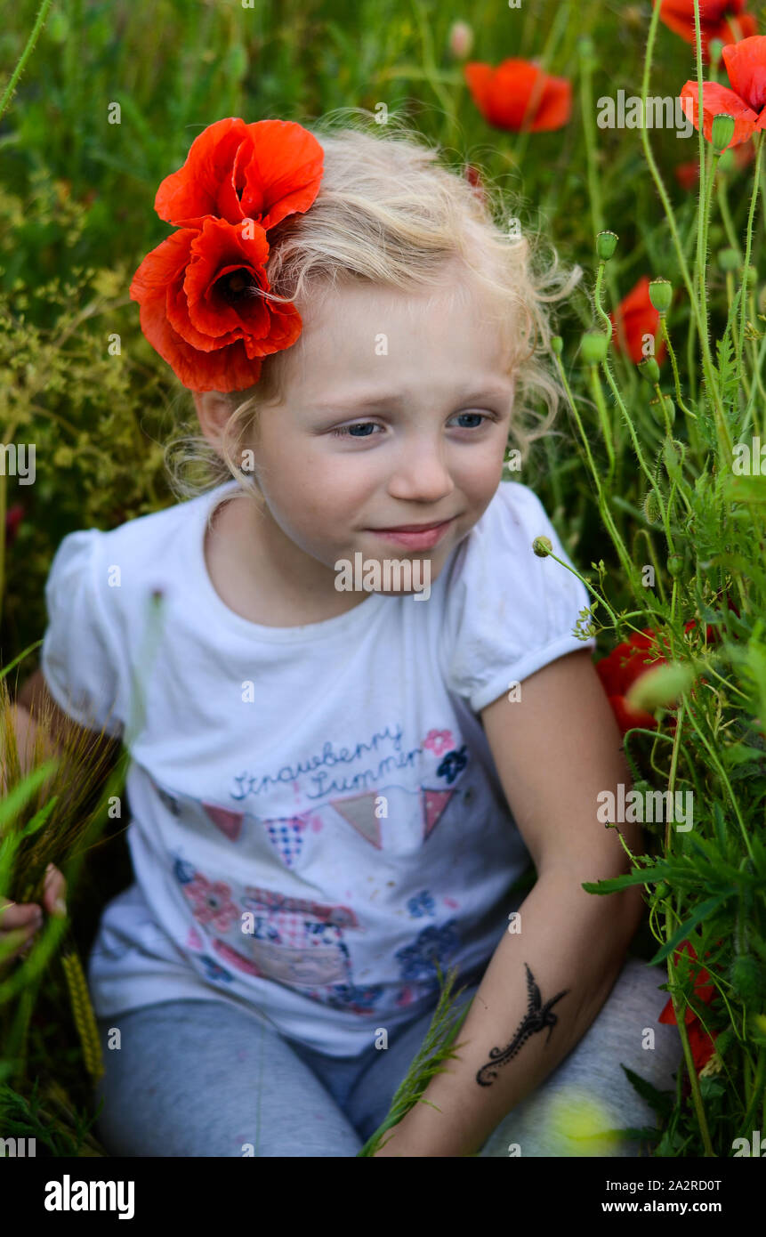 Multi corn flowers hi-res stock photography and images - Alamy