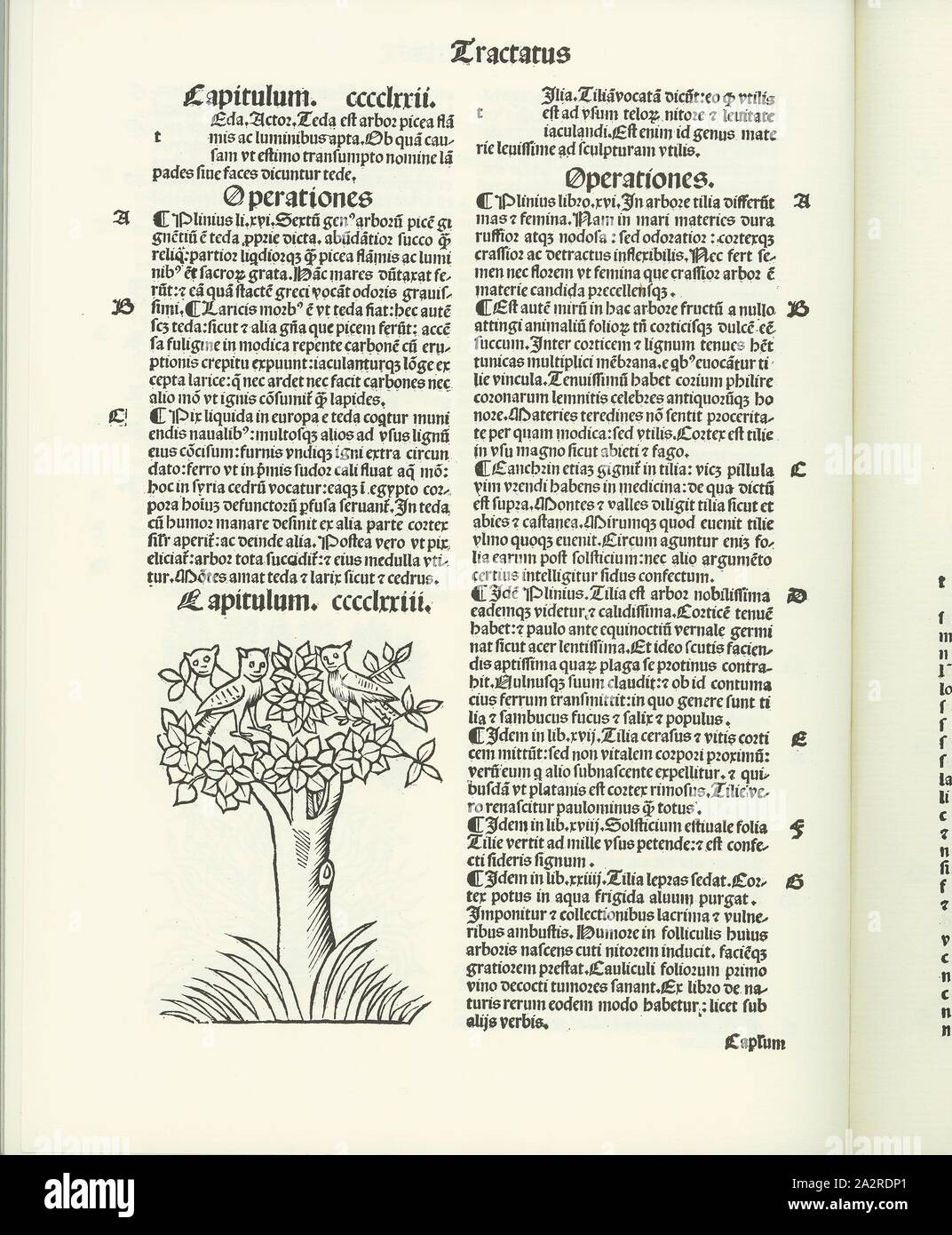 Baum, Tilia (Linden) in Hortus sanitatis, Fig. 3, 1511, Hortus ...