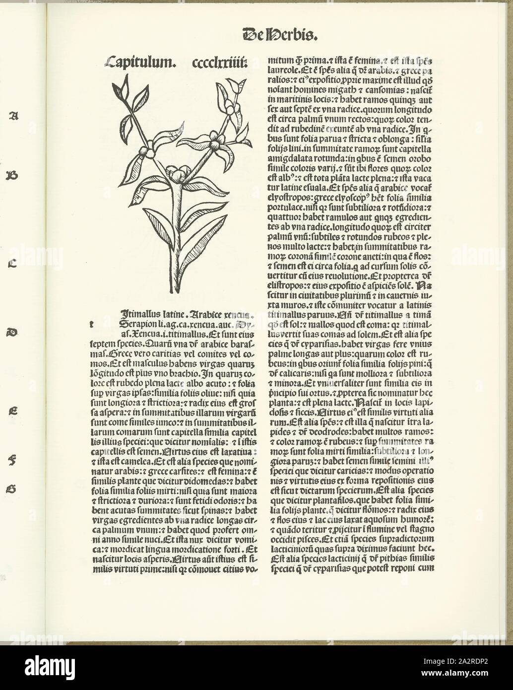 Itimallus, Medicinal herb, Fig. 4, 1511, Hortus sanitatis. Facsim. ed ...