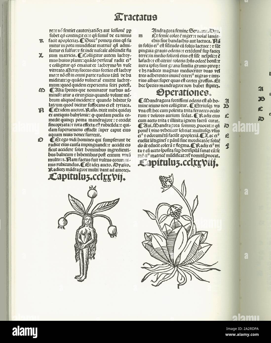 women Andragoras, Alraun, Fig. 10, Meydenbach, Jacob (Herausgeber ...