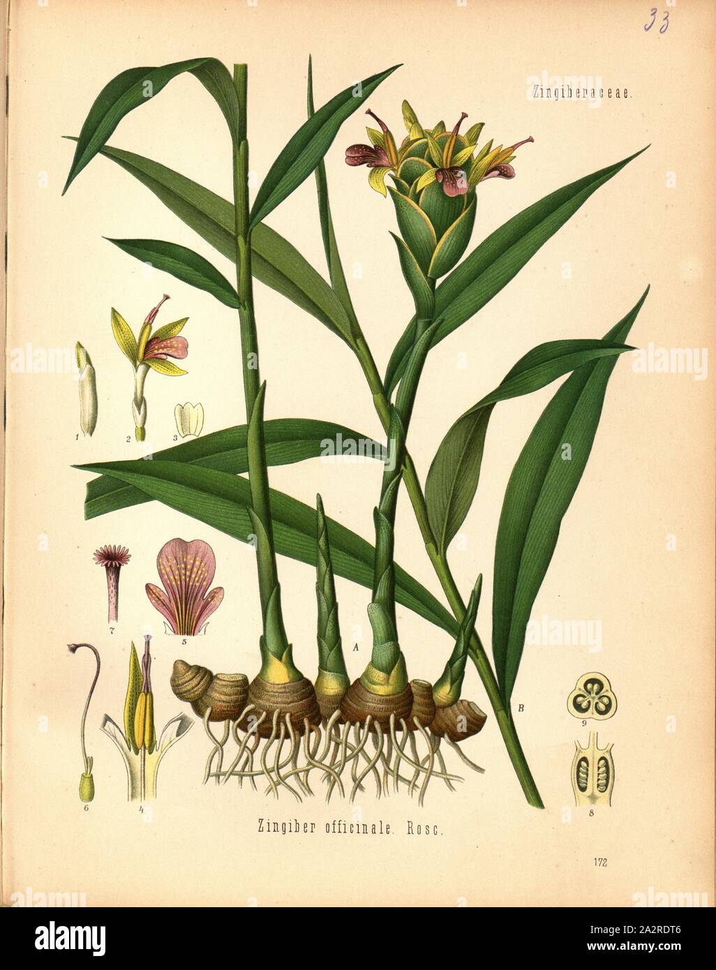 Zingiber officinale. Rose., Ginger, fig. 2, p. 172, G. Pabst (Hg ...