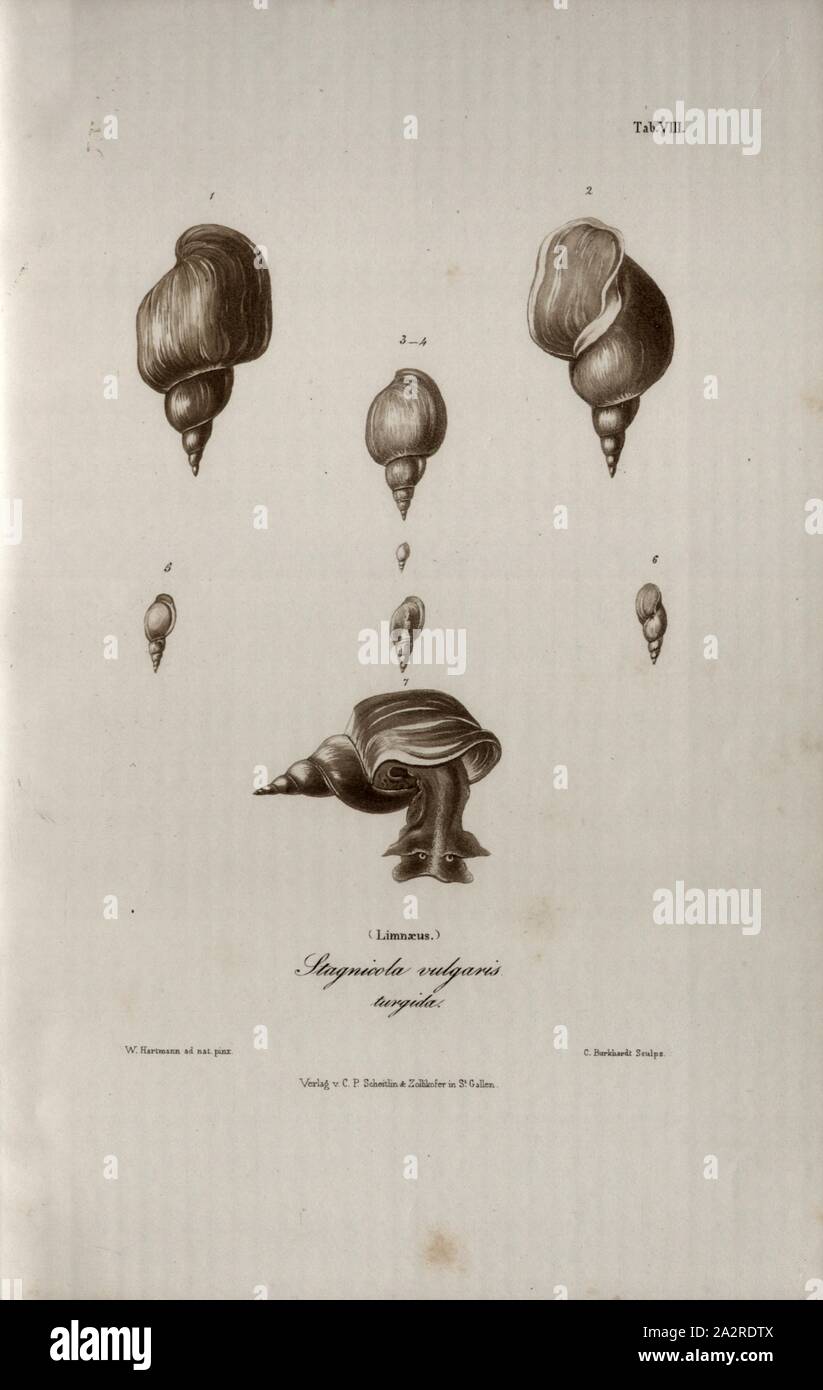 Stagnicola popular swollen limnaeus hi-res stock photography and images ...