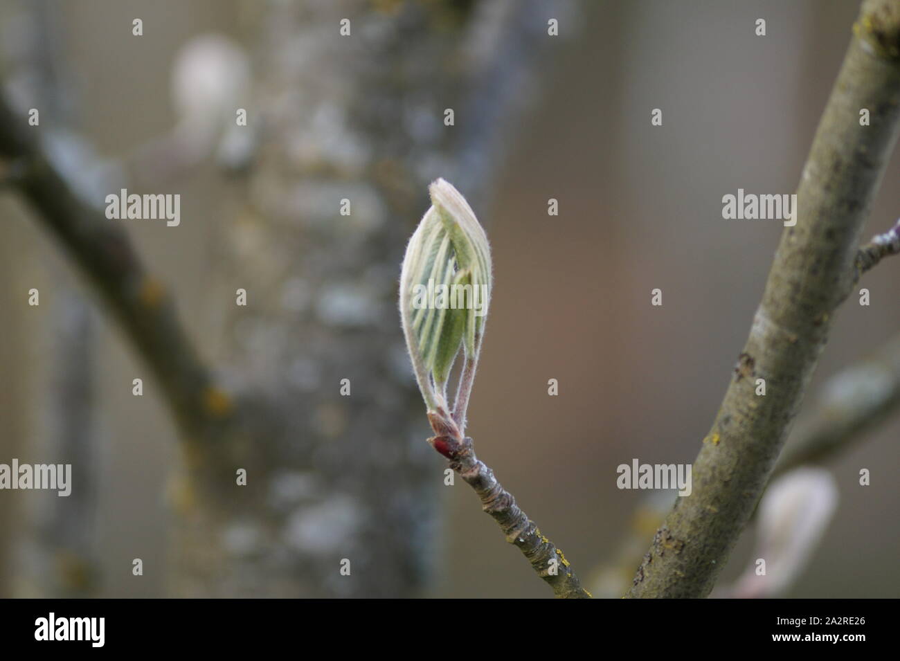 Bursting spring hi-res stock photography and images - Alamy