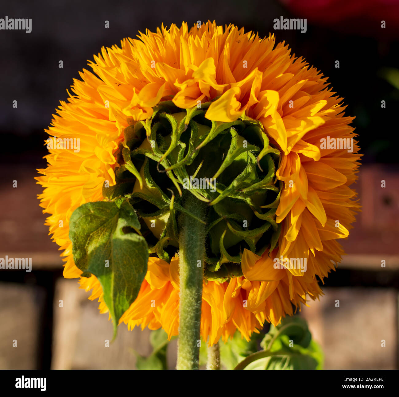 Teddy bear sunflower hi-res stock photography and images - Alamy