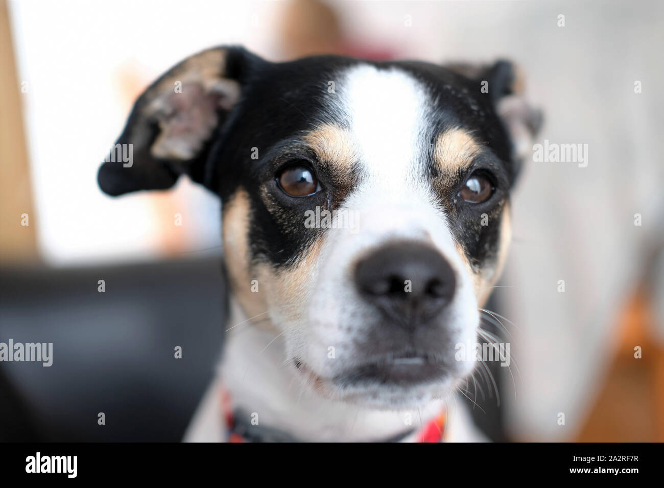 Sad pet owners hi-res stock photography and images - Alamy