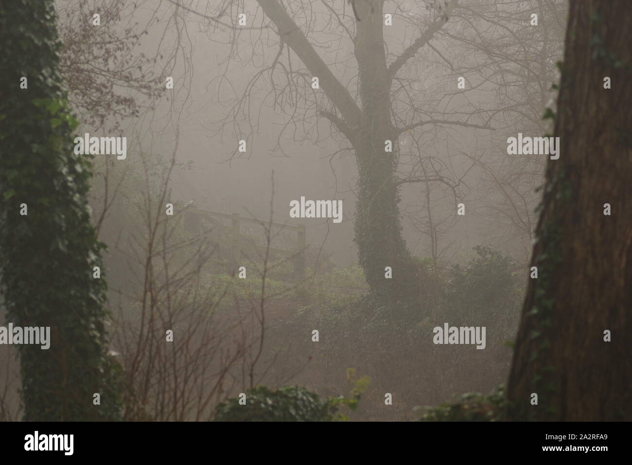 English Woodland on a Misty Winters Day. Exeter, Devon, UK Stock Photo ...