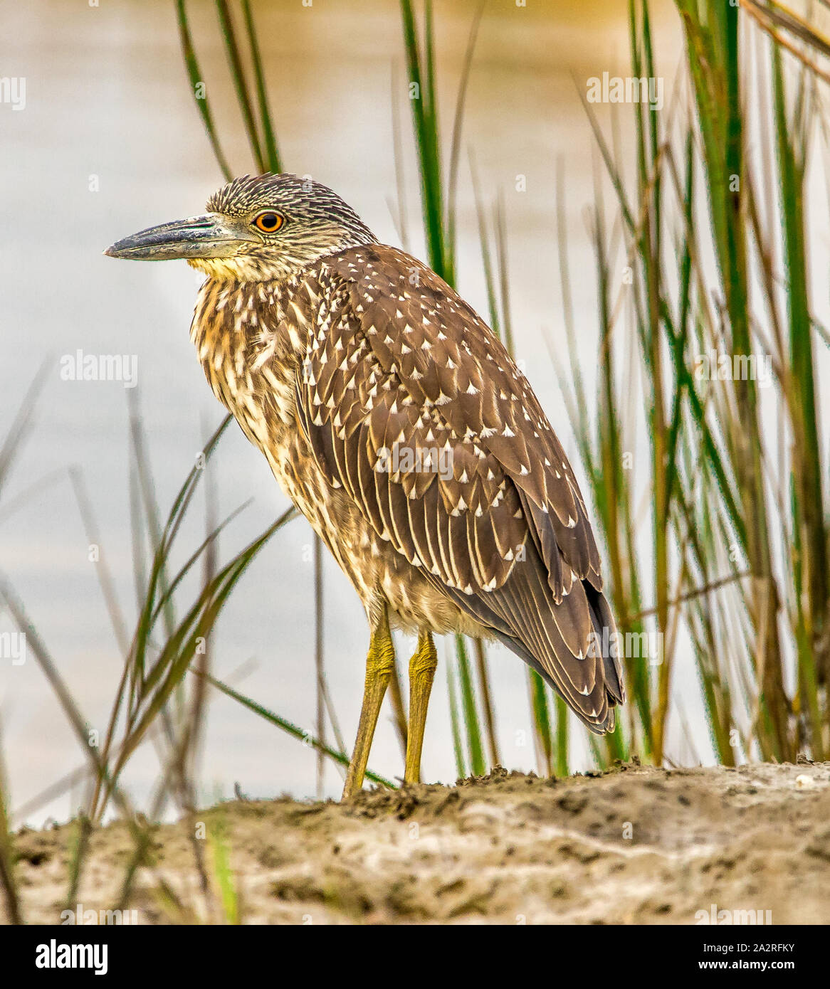 Yellow crowned night heron hi-res stock photography and images - Alamy