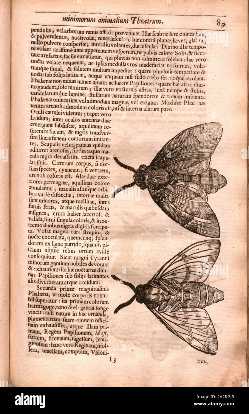 Penny moth hi-res stock photography and images - Alamy