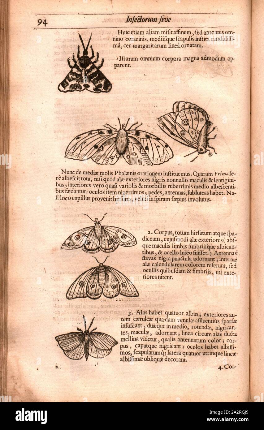 Papilio 6 hi-res stock photography and images - Alamy