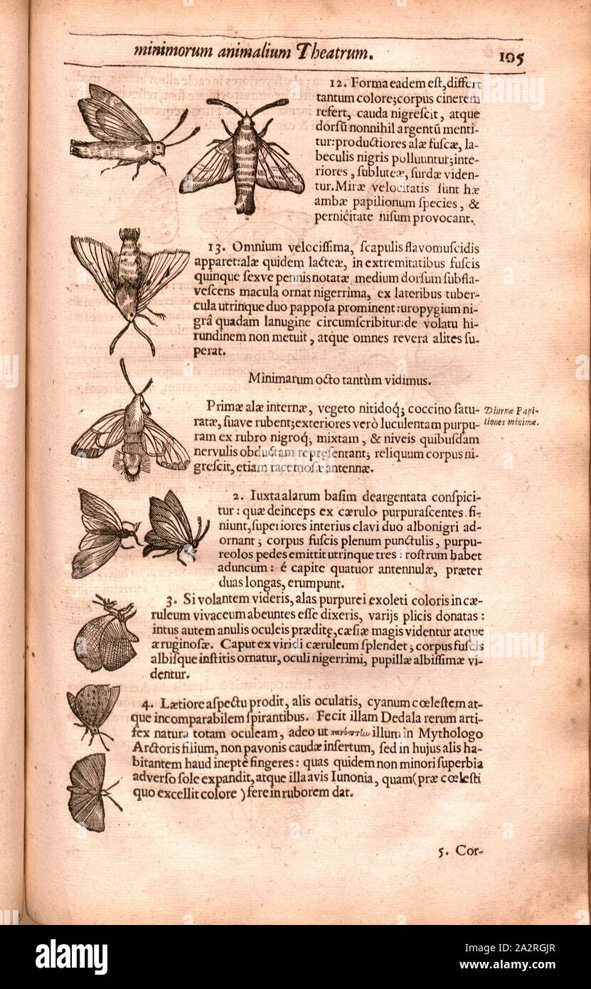 Species of butterflies hi-res stock photography and images - Alamy