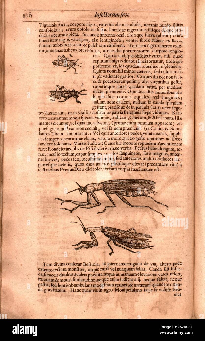 Locusta 2 hi-res stock photography and images - Alamy